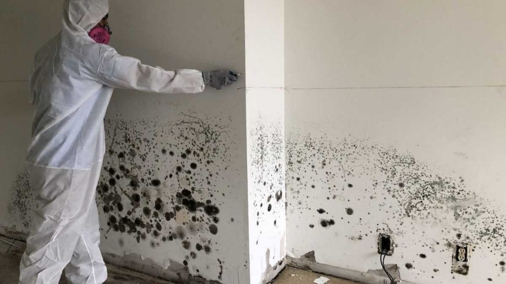 Mold Inspection and Removal Carlsbad, CA | Mold Safe Solutions